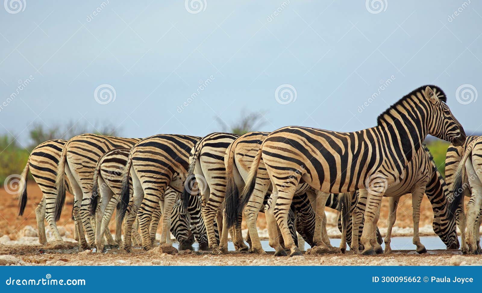 Row of Zebra - rear stock photo. Image of plains, southern - 300095662