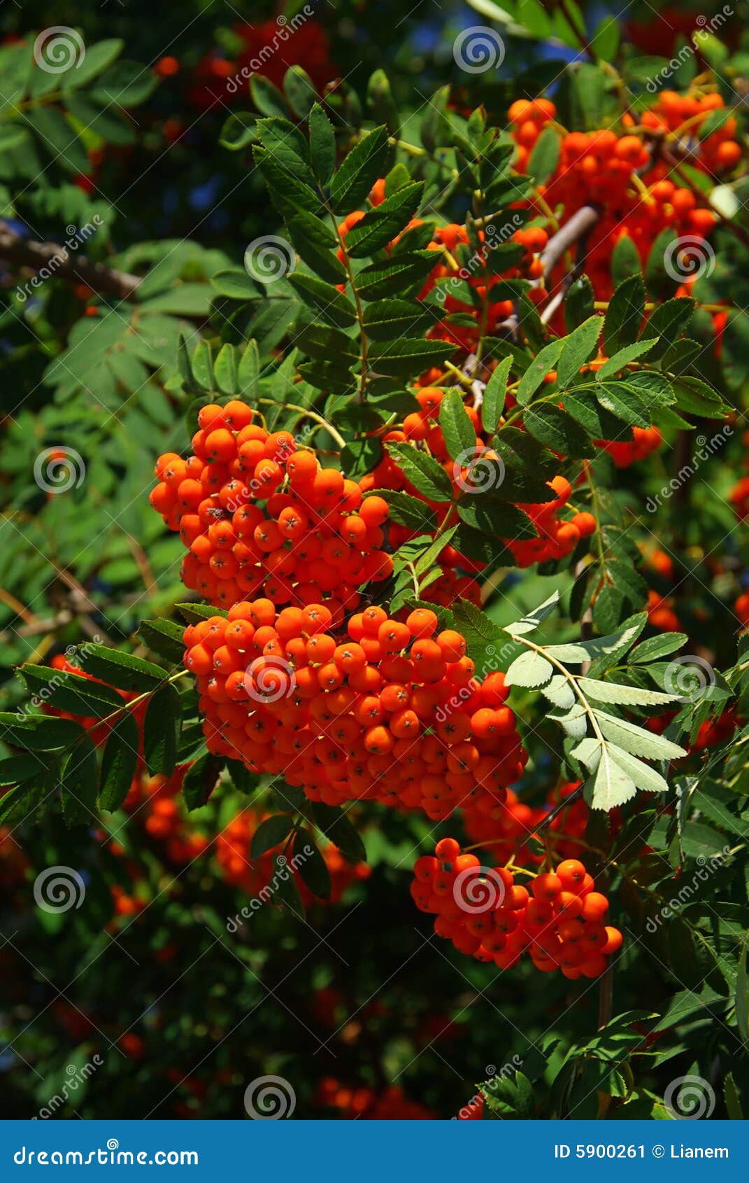 Rowan 02 stock image. Image of rowan, fruits, leaves, berries - 5900261