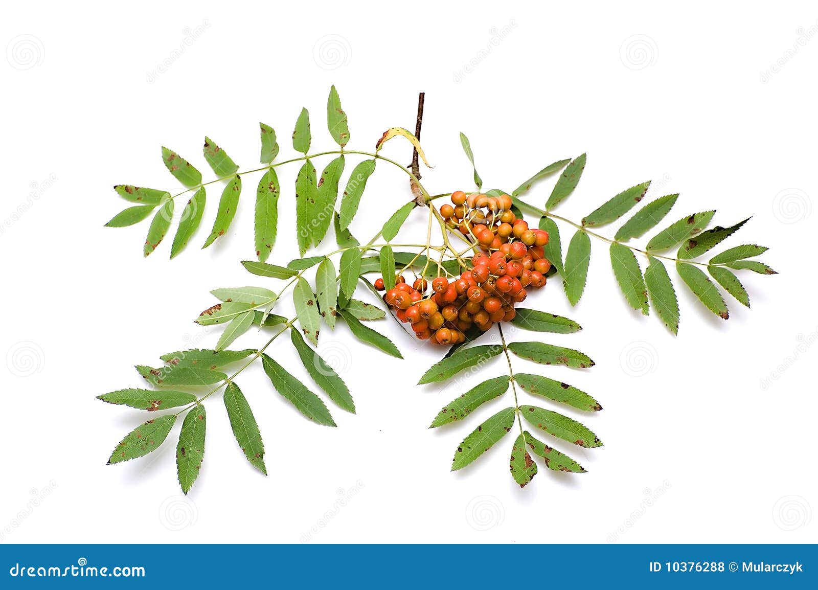Rowan stock photo. Image of tree, orange, twig, leaf - 10376288
