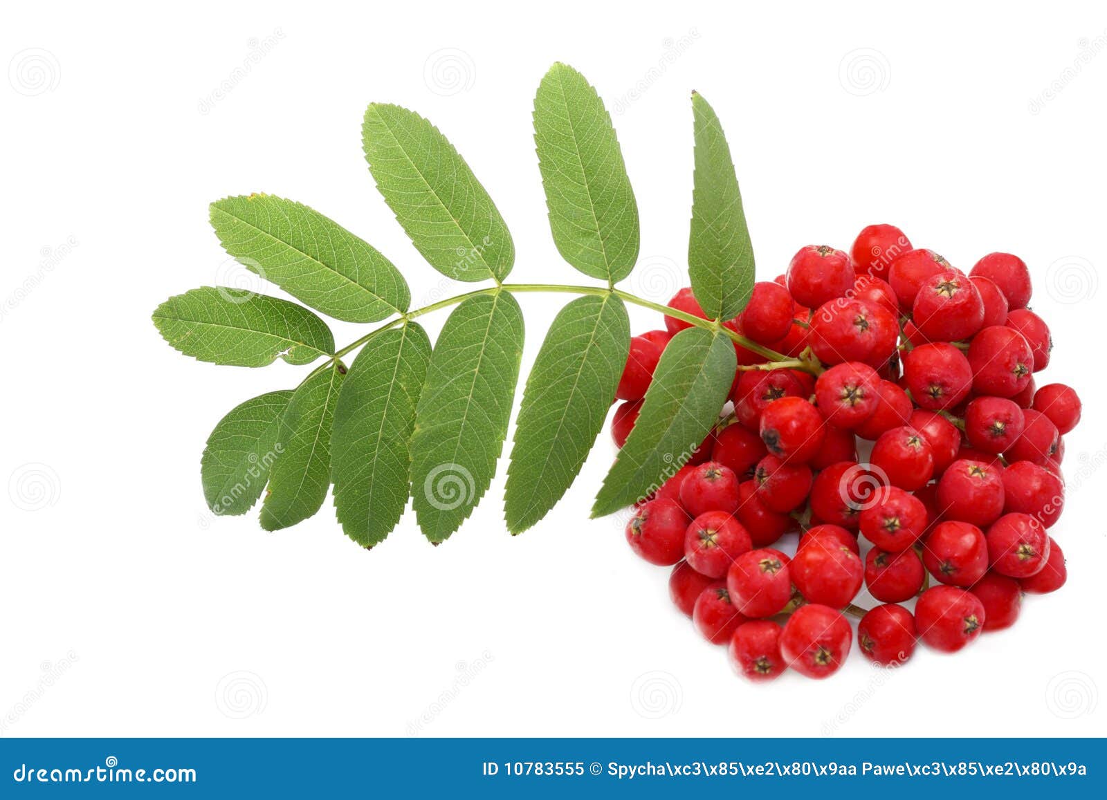 Rowan stock image. Image of fruit, wild, beautiful, leaves - 10783555