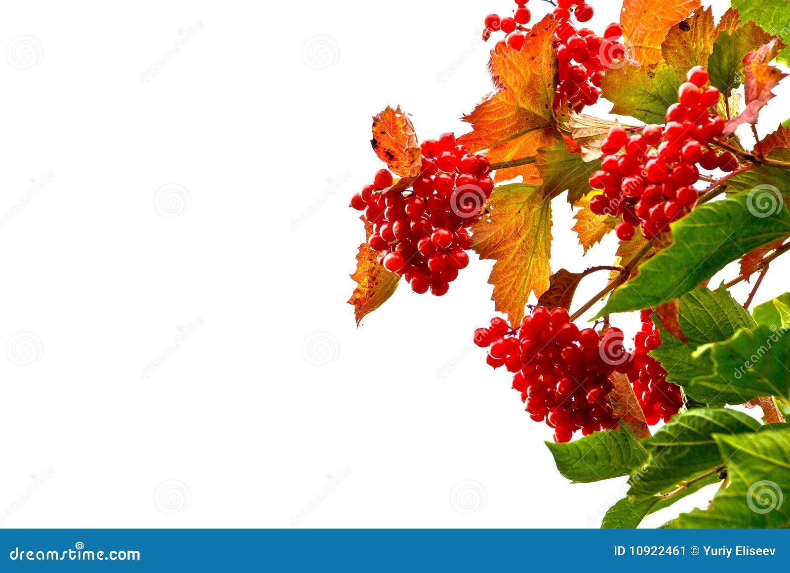 Rowan stock image. Image of twig, cluster, white, botany - 10922461