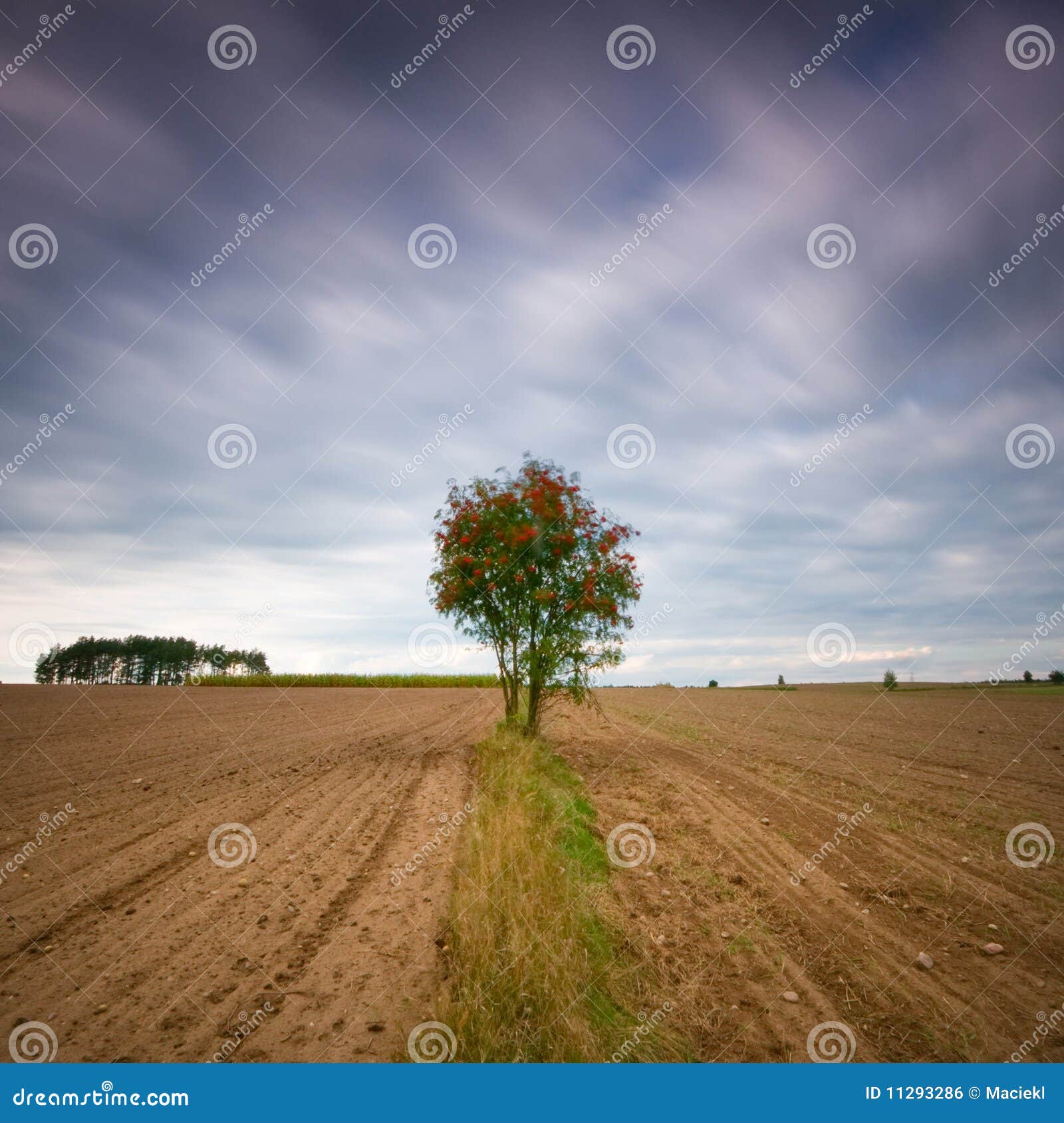 Rowan stock photo. Image of country, farmland, season - 11293286