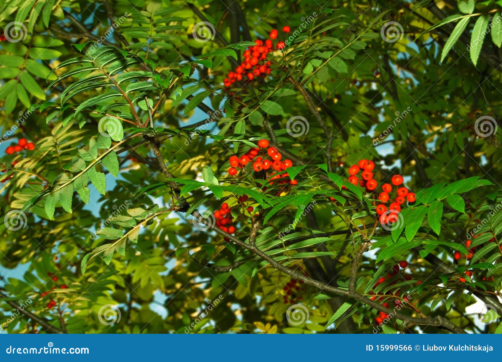 Rowan Rust Stock Photos - Free & Royalty-Free Stock Photos from Dreamstime