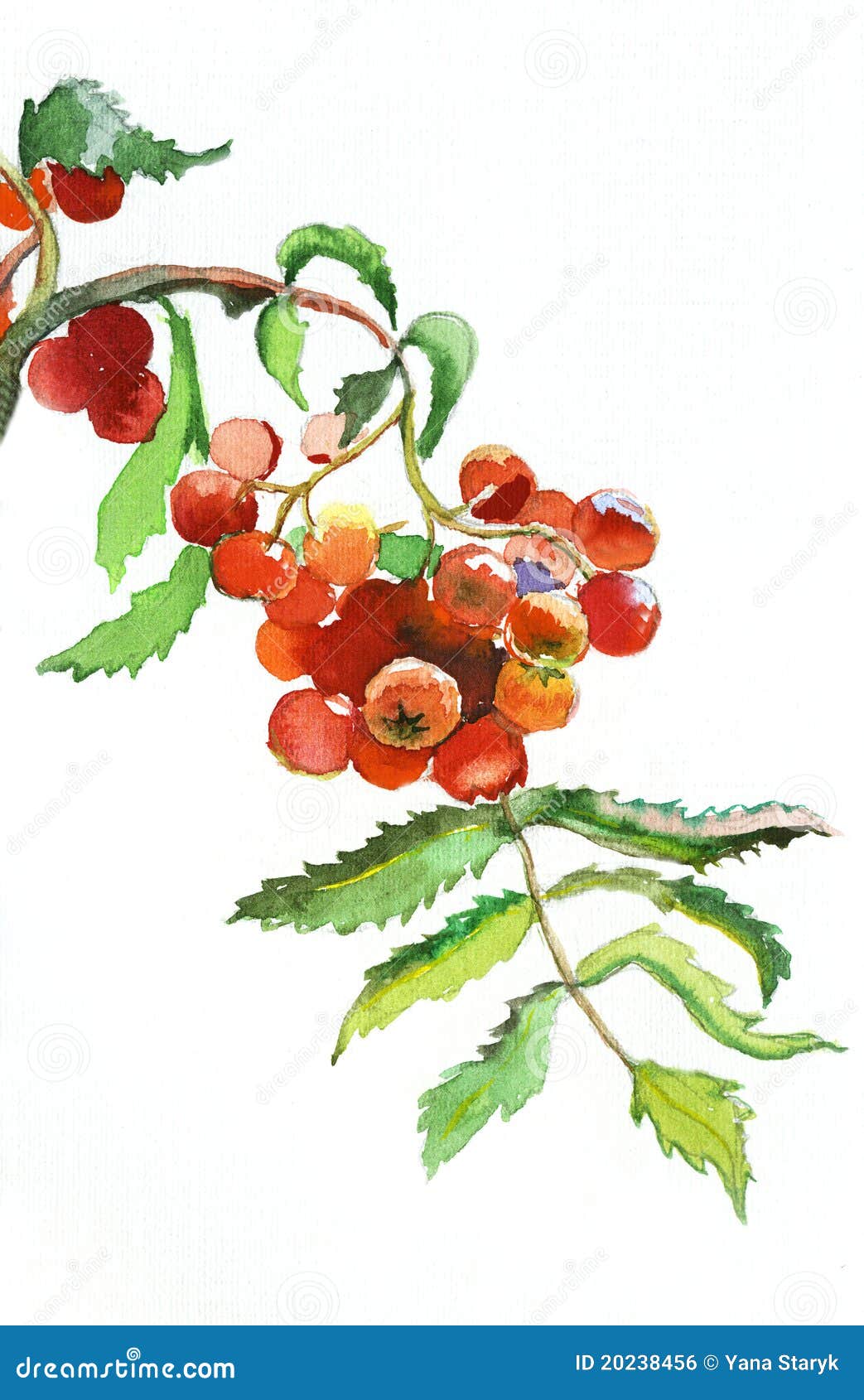 Rowan stock illustration. Illustration of green, white - 20238456