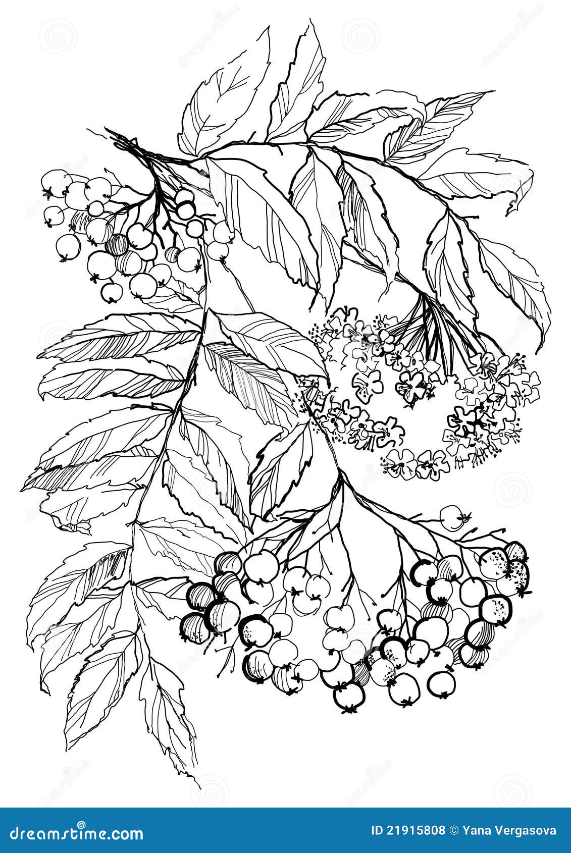 Rowan stock vector. Illustration of pattern, nature, monochrome - 21915808