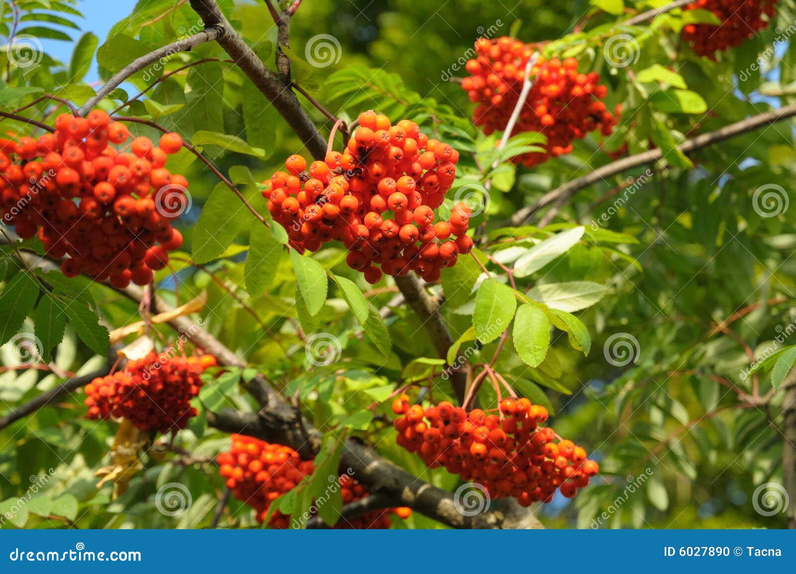 Rowan stock photo. Image of park, sorb, rowanberry, botanical - 6027890