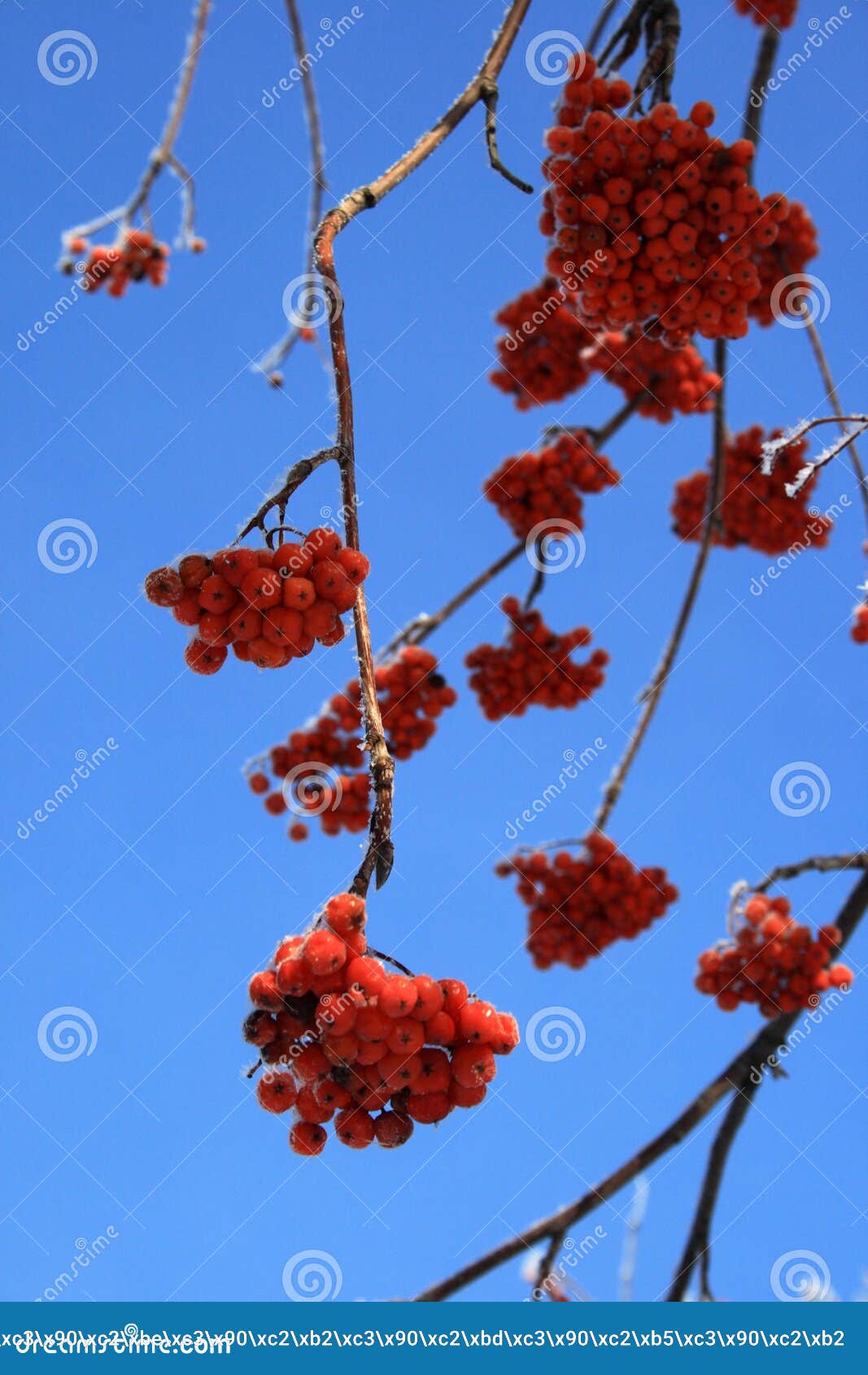 Rowan stock photo. Image of plant, christmas, lush, nature - 7651760