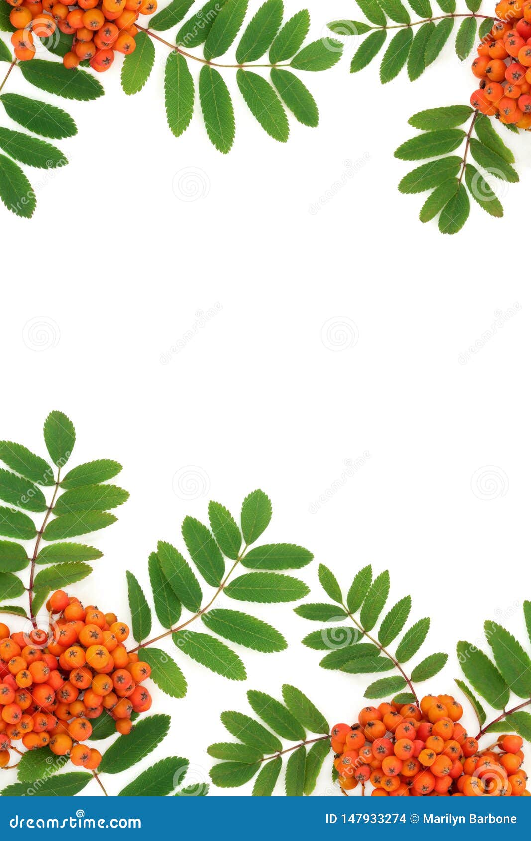 Rowan Ash Berry Background Border Stock Illustration - Illustration of ...