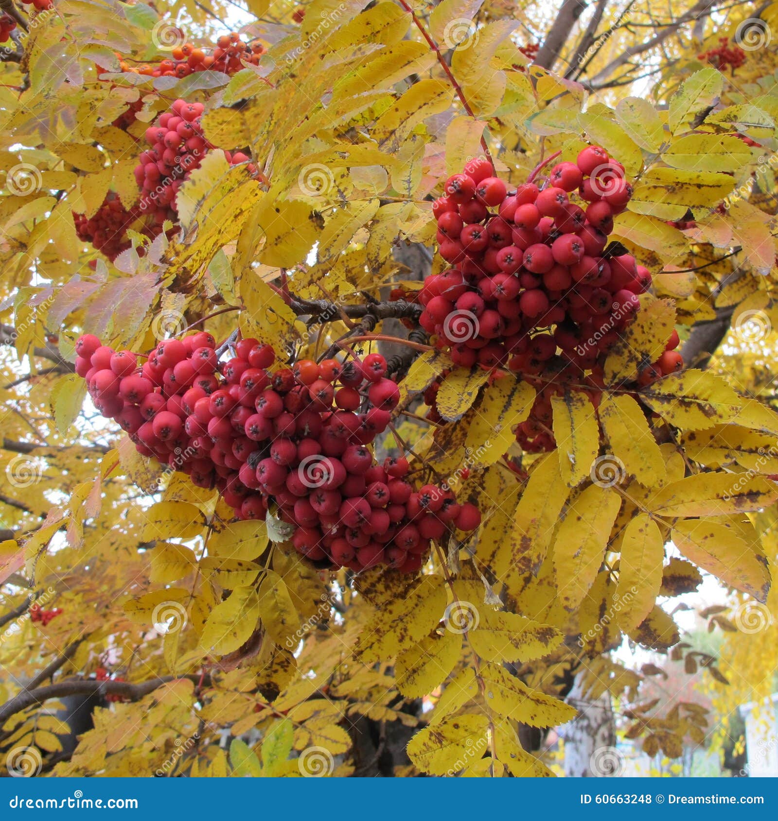 Rowan stock photo. Image of berry, rowan, beauty, autumn - 60663248