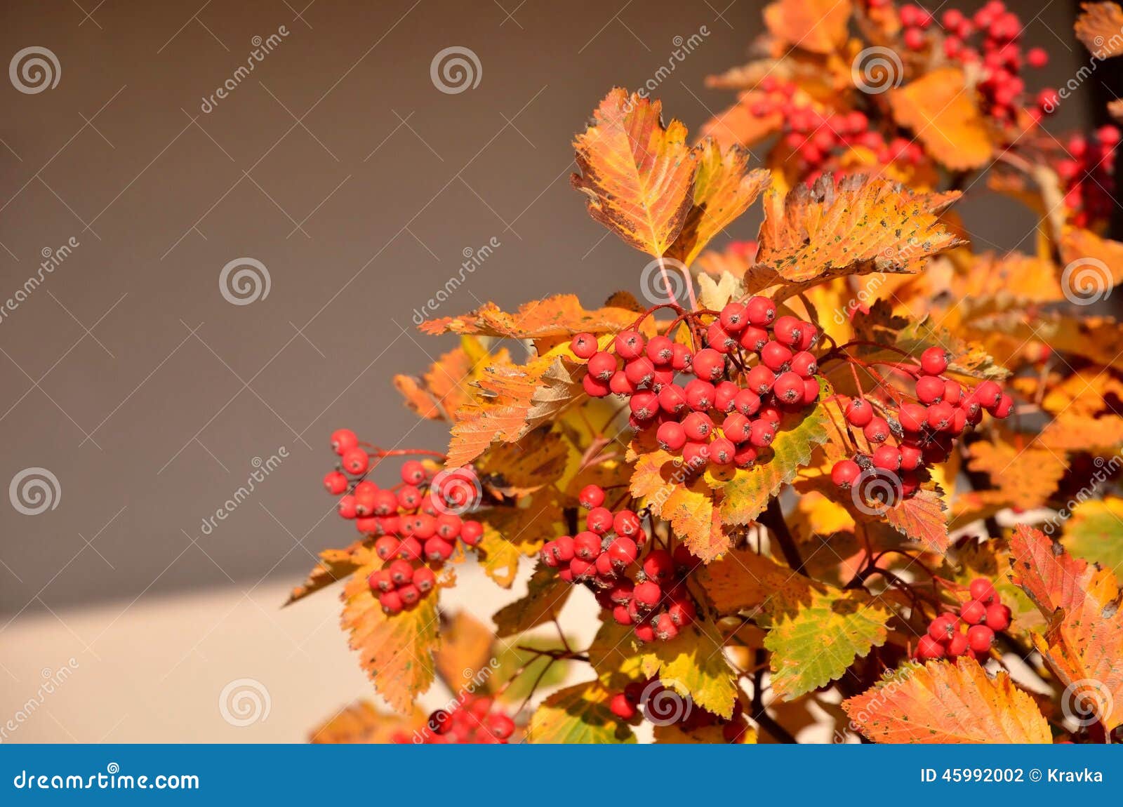 Rowan in autumn stock photo. Image of wood, november - 45992002