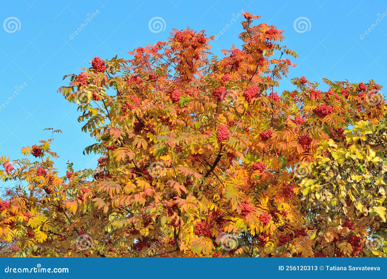 Rowan on the Background of Blue Sky Stock Image - Image of blue, rowan ...