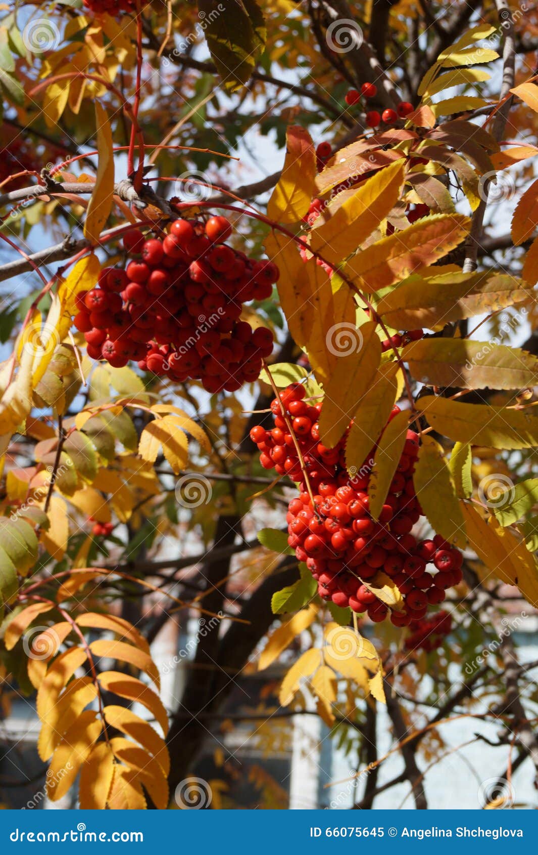 Rowan stock image. Image of nature, natural, summer, flowers - 66075645
