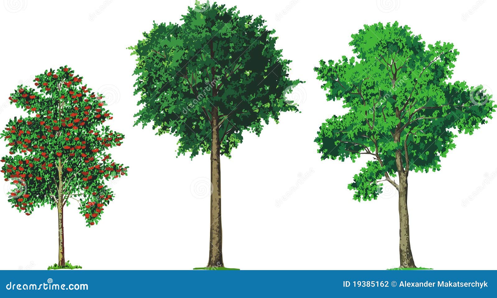 Rowan, Beech And Ash Trees. Vector | CartoonDealer.com #19385162
