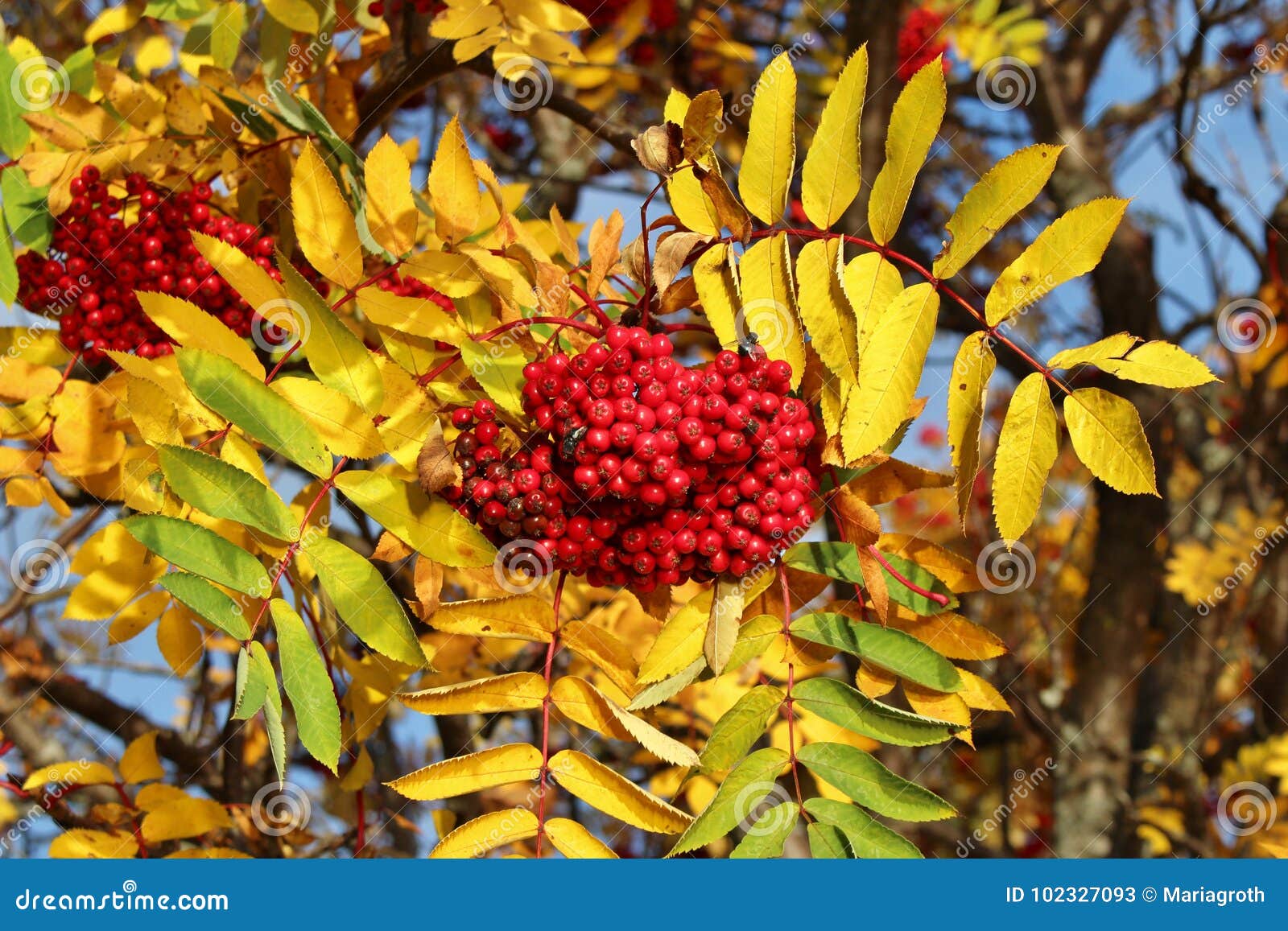 Rowan Berries image stock. Image du nord, over, orange - 102327093