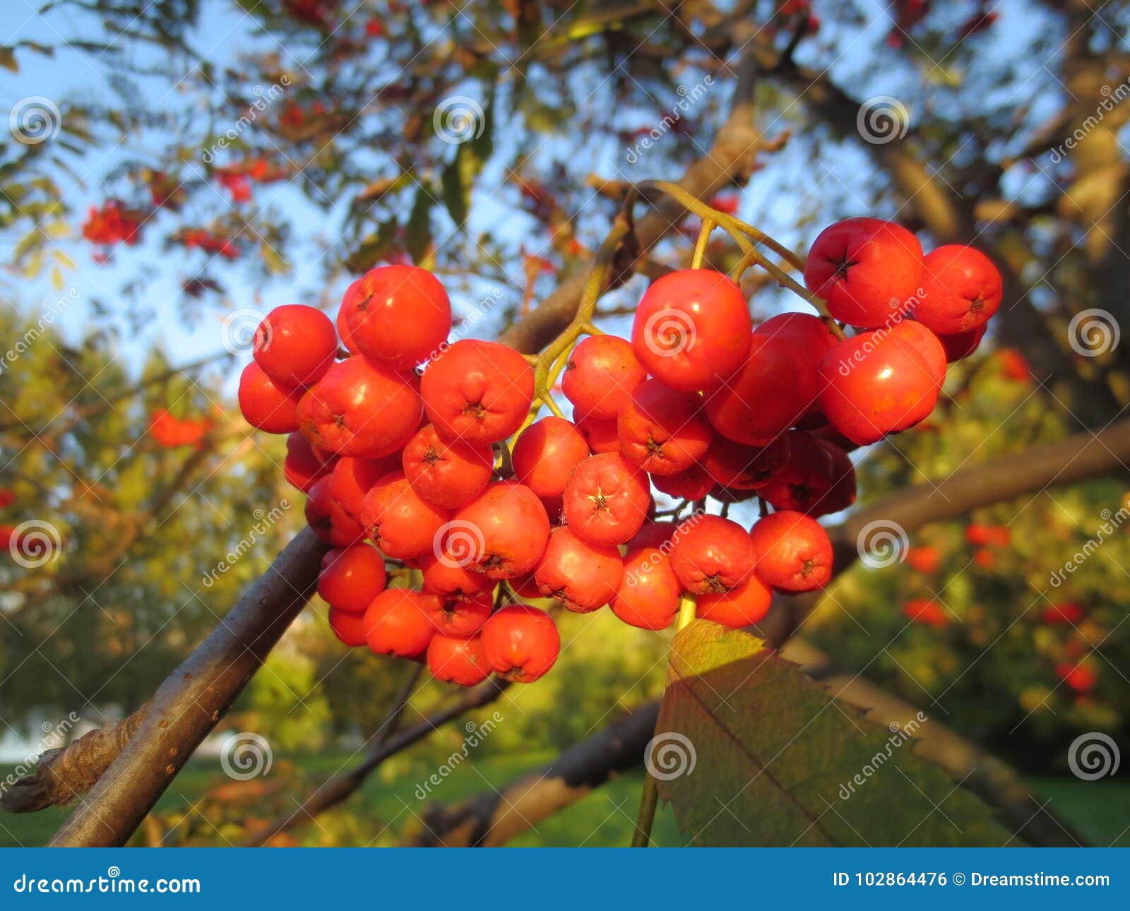 Rowan Berries foto de archivo. Imagen de azul, cielo - 102864476