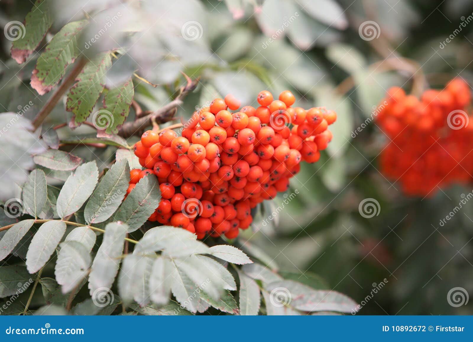 Rowan berries stock photo. Image of service, nature, mountain - 10892672