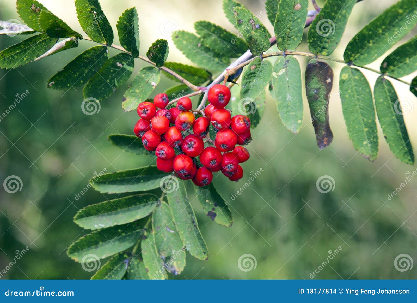 Rowan berries stock photo. Image of fruit, natural, rowan - 18177814