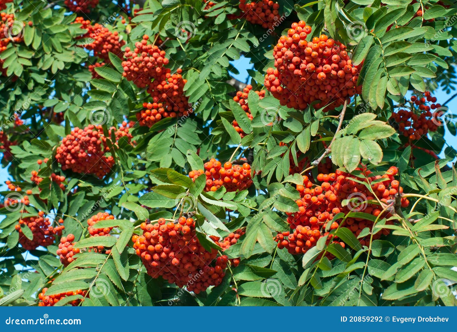 Rowan berries stock photo. Image of closeup, branch, season - 20859292