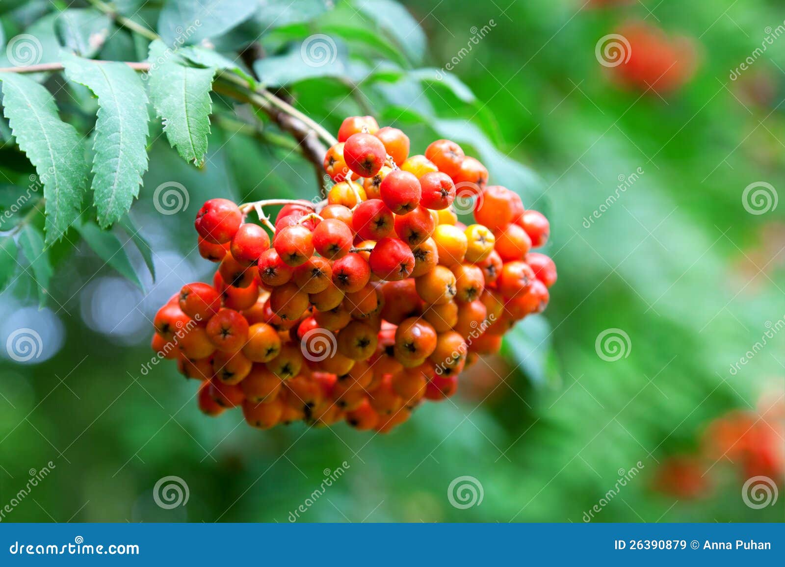 Rowan berries stock image. Image of aucuparia, orange - 26390879