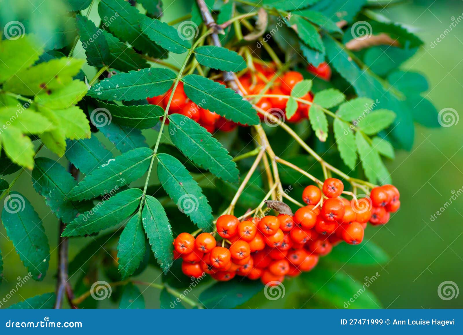 Rowan berries stock image. Image of eatable, orange, green - 27471999