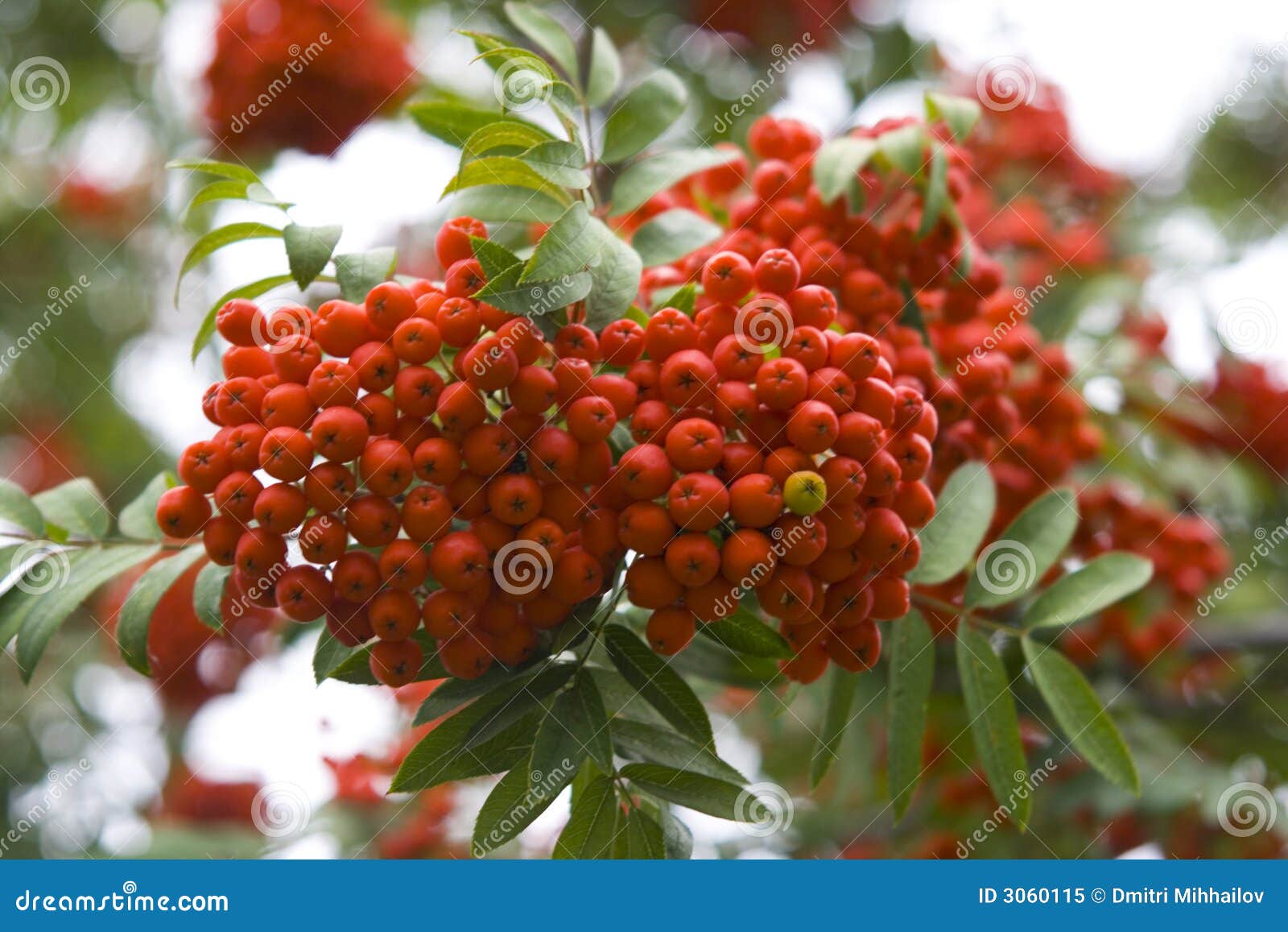 Rowan berries stock image. Image of close, ashberry, natural - 3060115