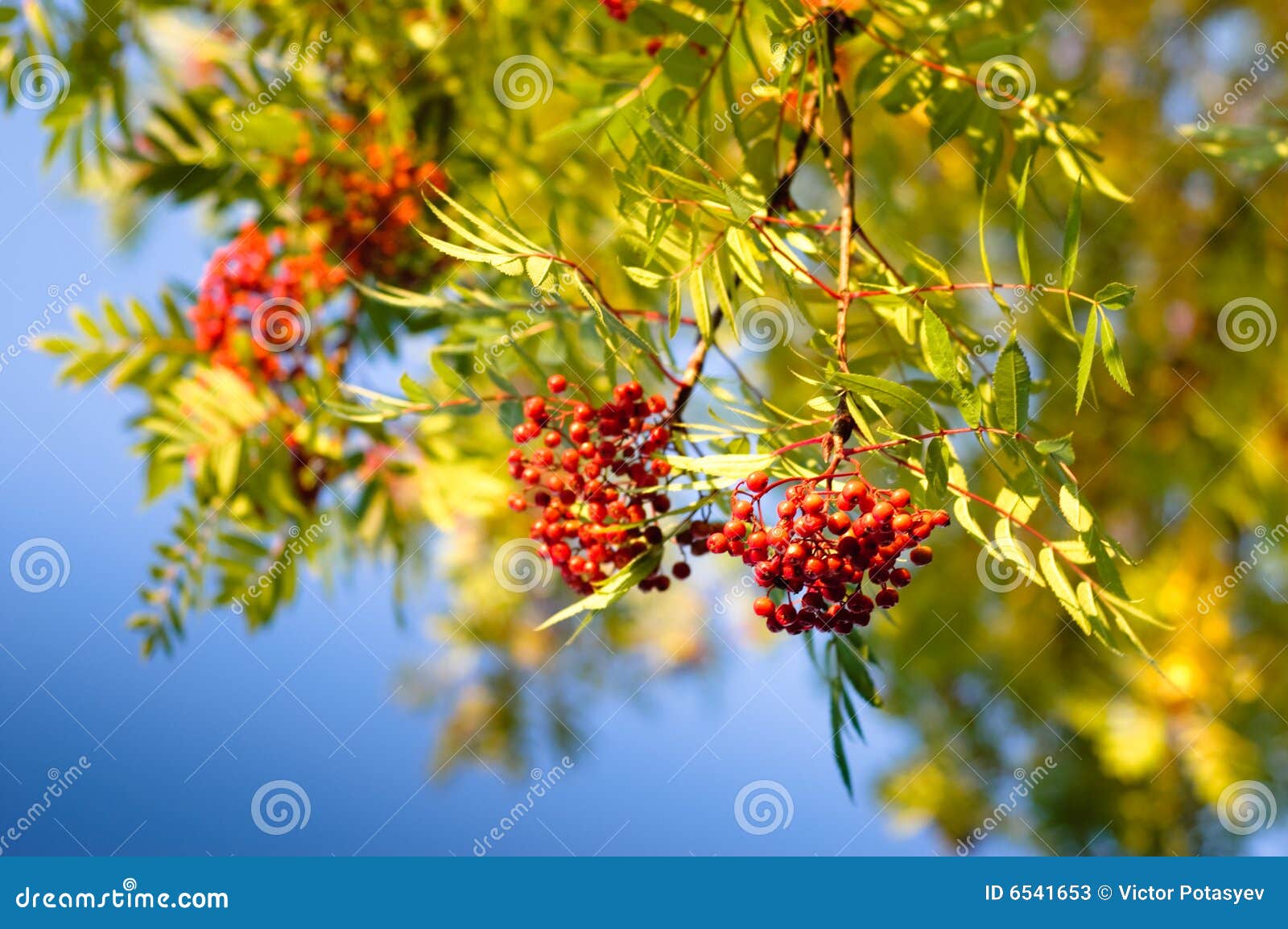 Rowan berries stock image. Image of september, colored - 6541653
