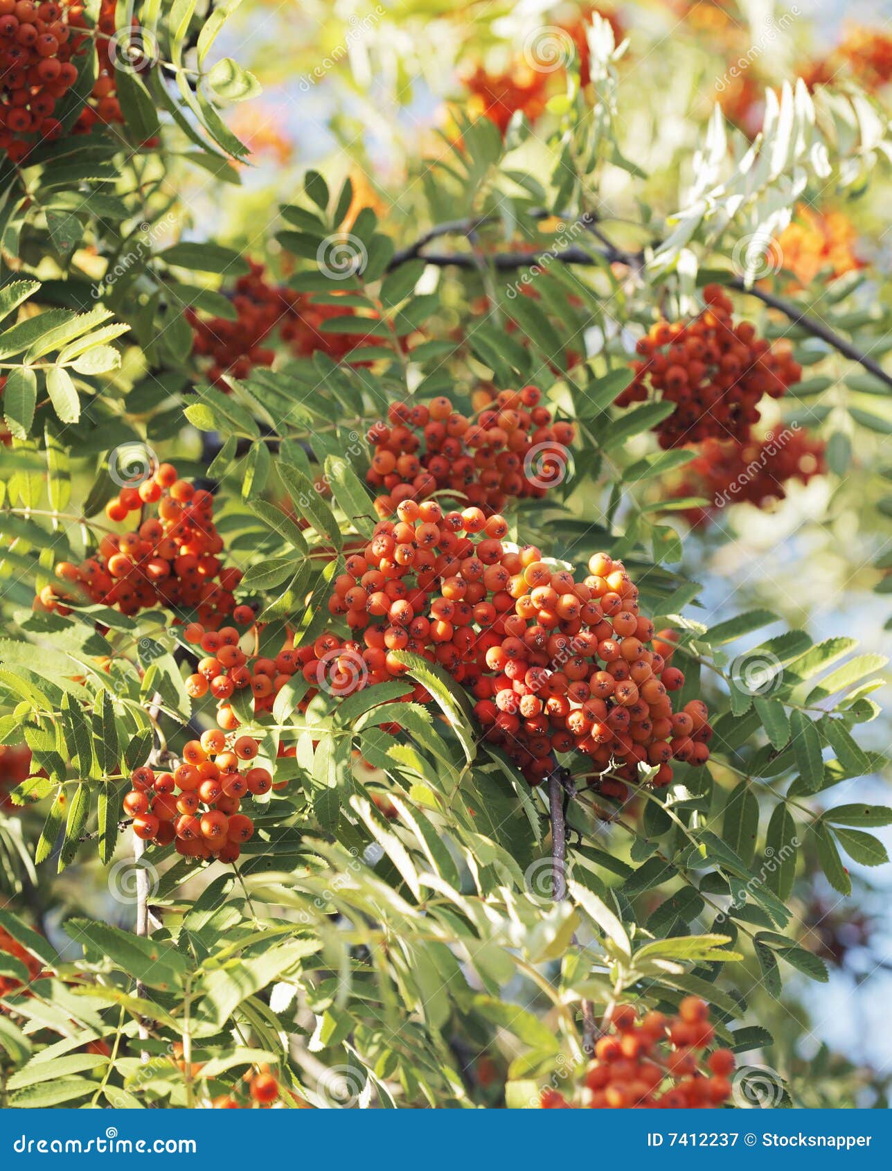 Rowan berries stock image. Image of berries, tree, berry - 7412237