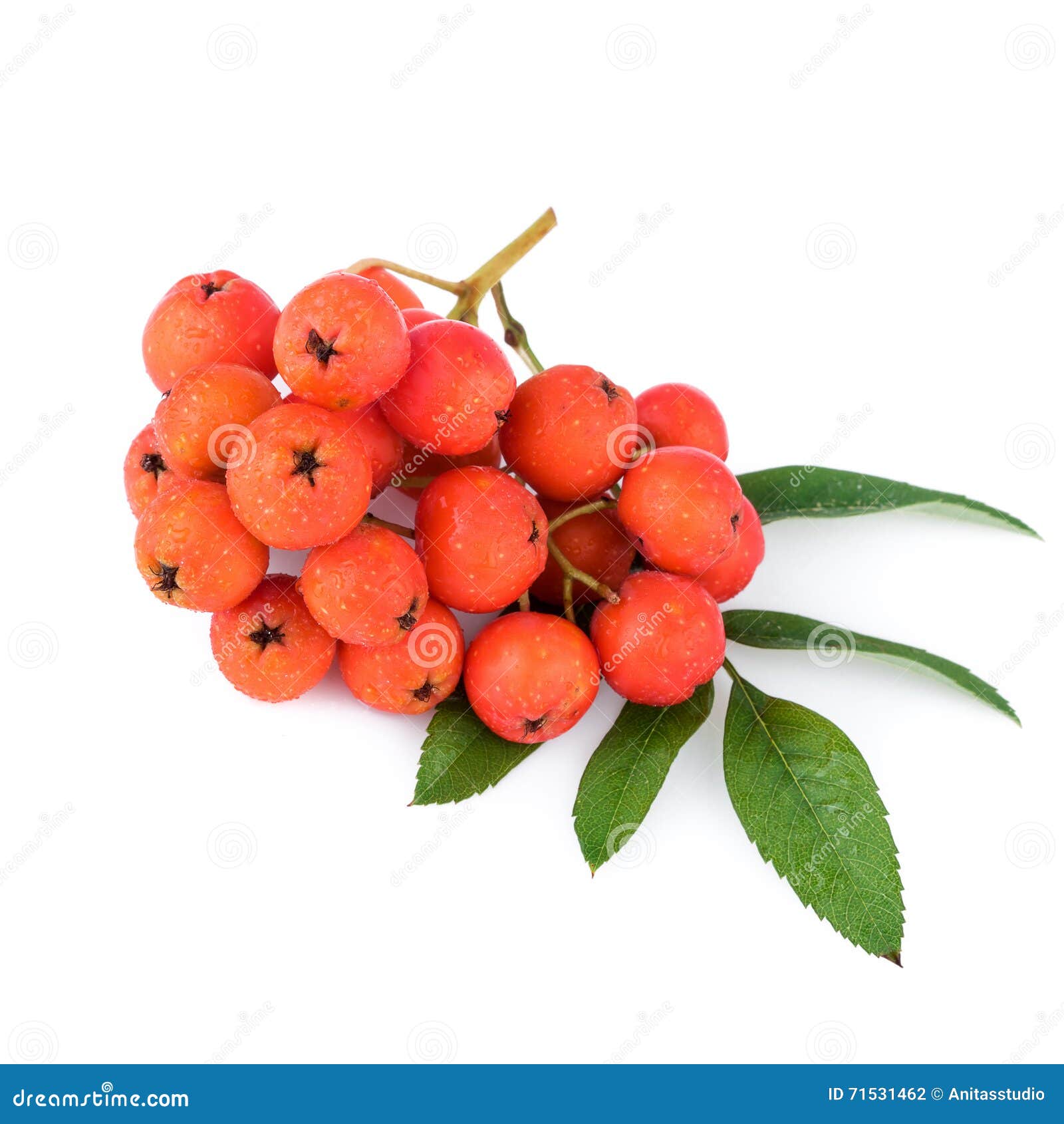 Rowan Berries closeup foto de stock. Imagem de brilhante - 71531462