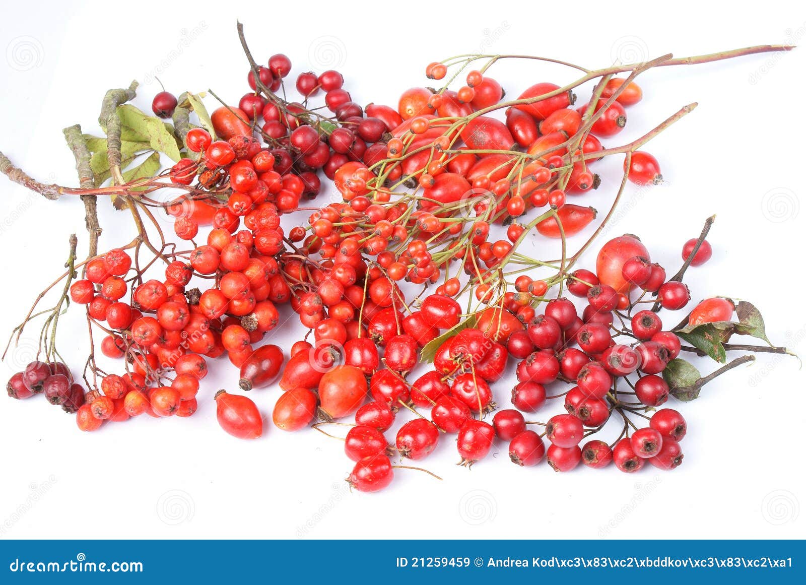 Rowan Berries, Hawthorn, Rose Hip Stock Image - Image of season, autumn ...