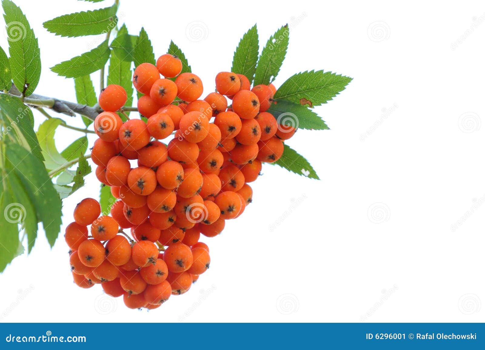 Rowan Berries Isolated on White Stock Image - Image of leaf, garden ...