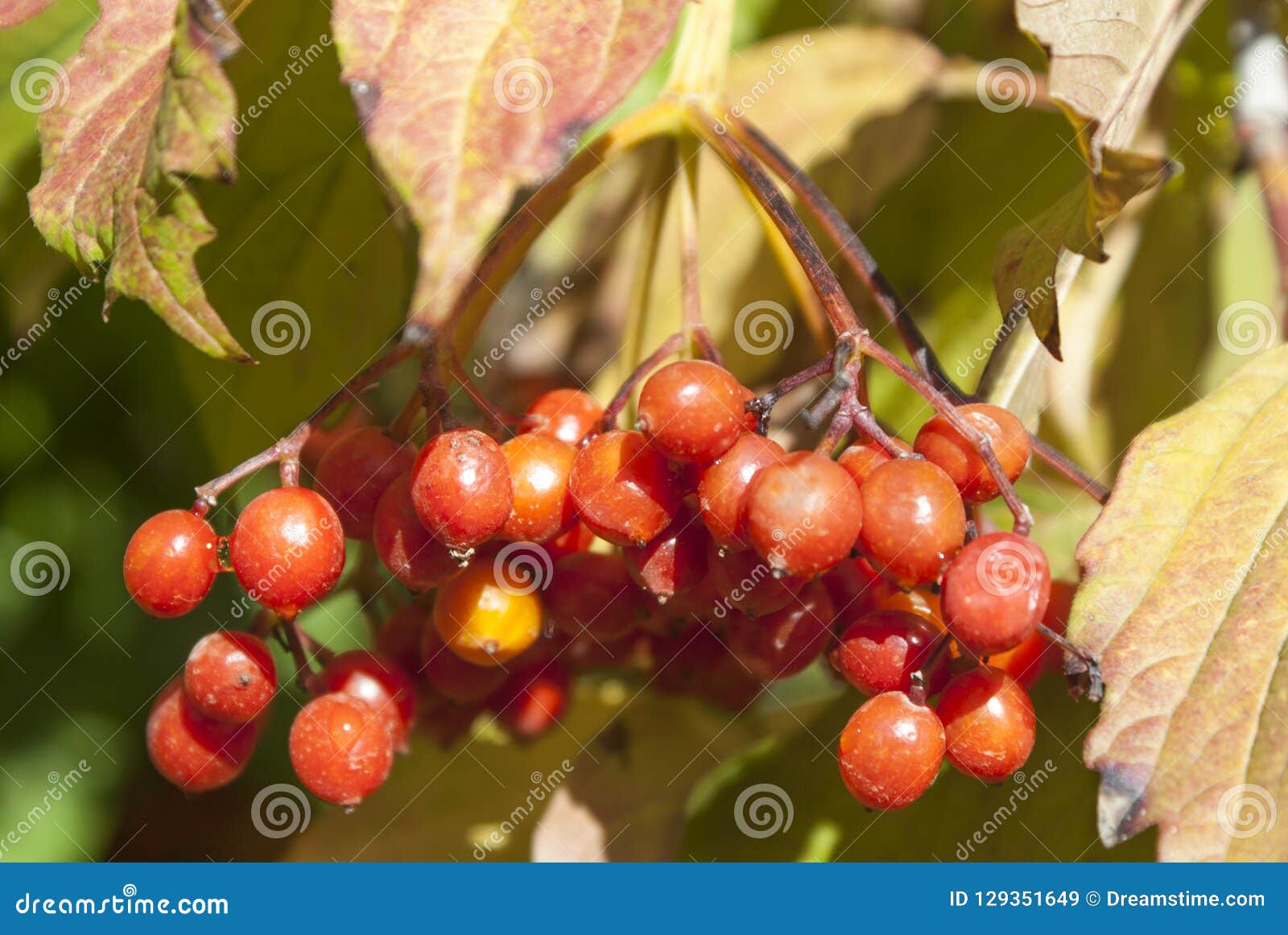 Rowan Berries Medicinal and Tasty on the Tree Stock Image - Image of ...