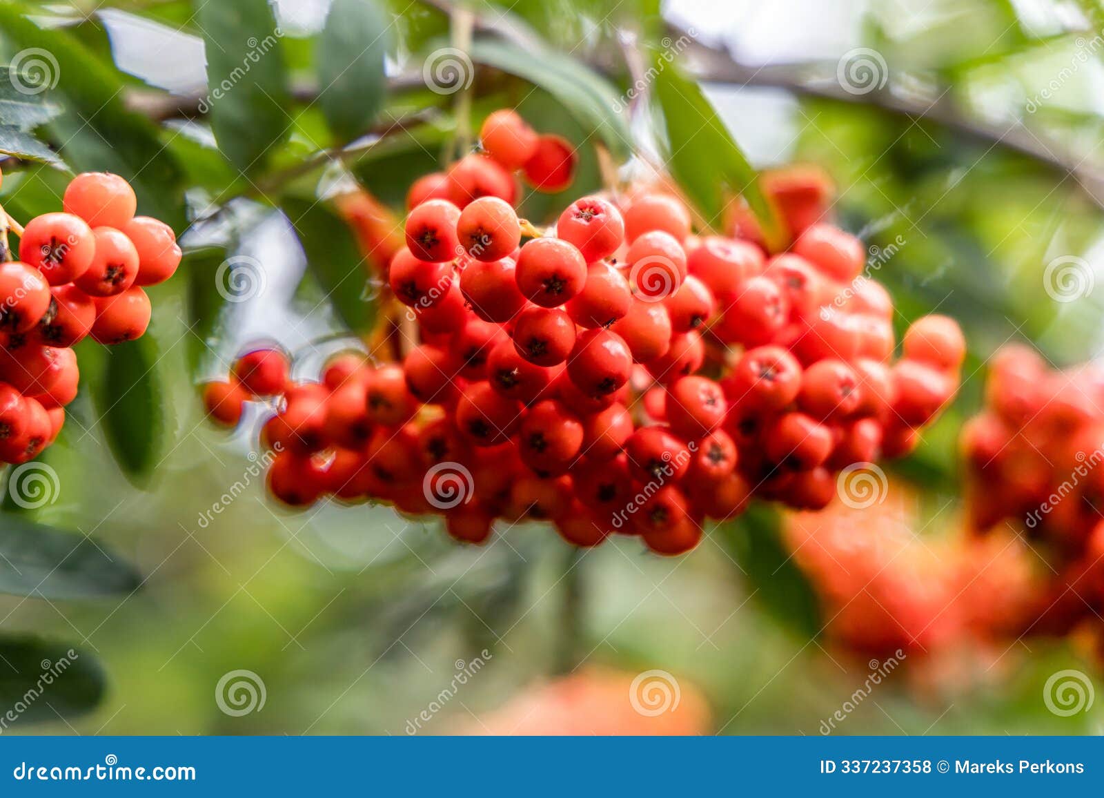 Rowan Berries, Sorbus Aucuparia, Tree Also Called Rowan and Mountain ...