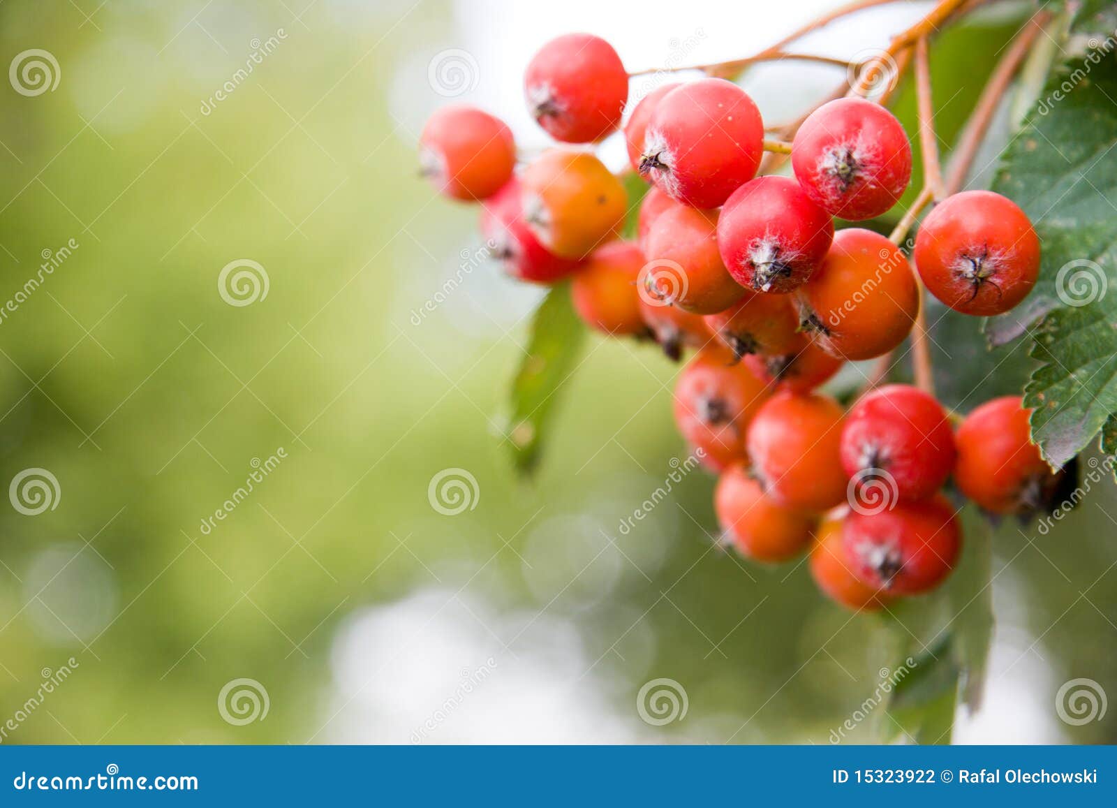 Rowan berries on a tree stock photo. Image of leaf, natural - 15323922