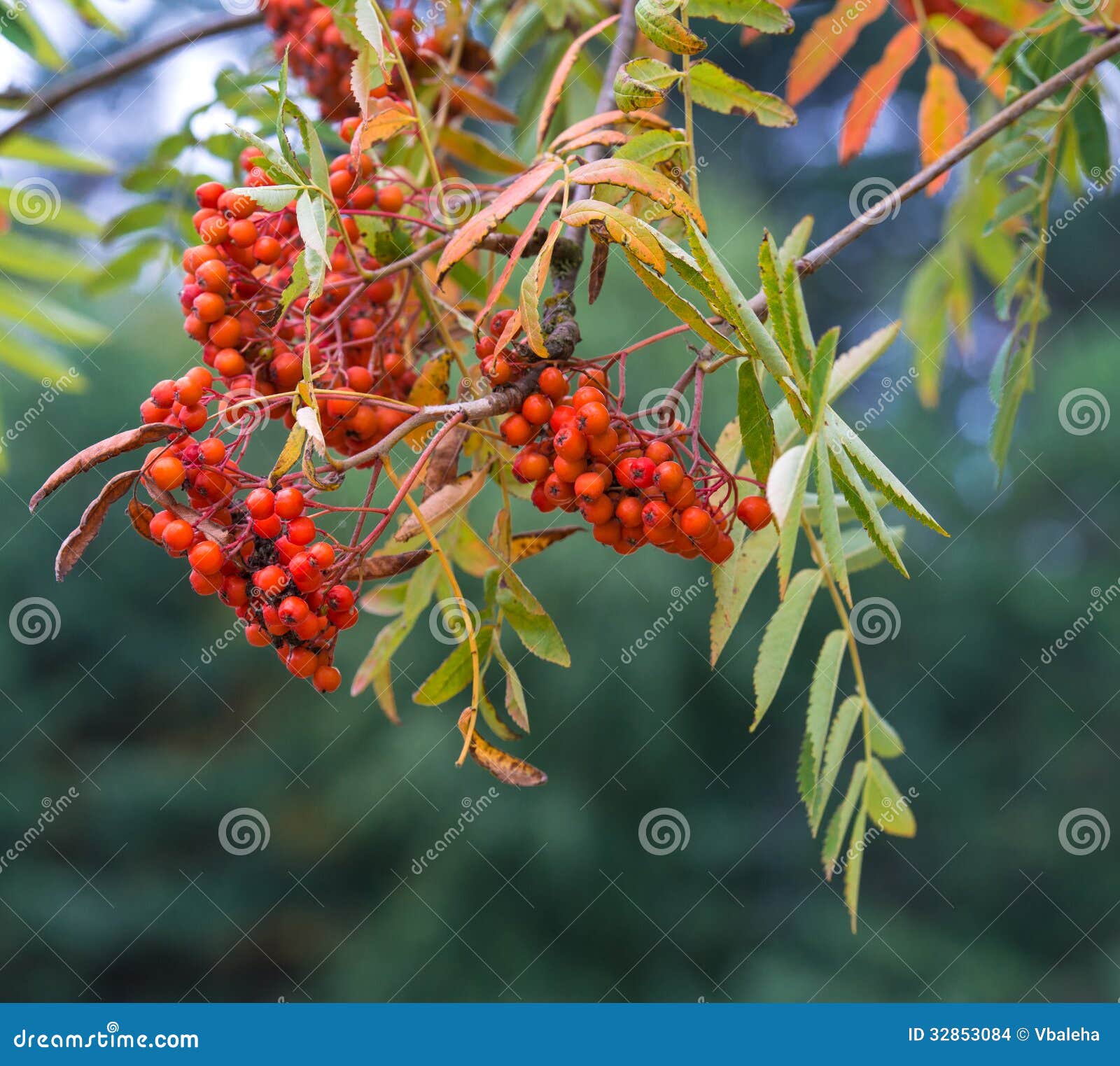Rowan berries on a tree stock photo. Image of ashberries - 32853084