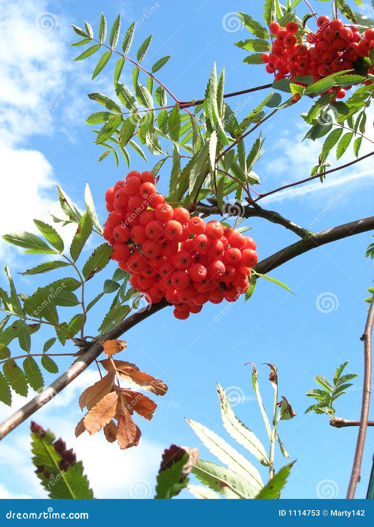 Rowan berries1 stock image. Image of birds, thrushes, berry - 1114753