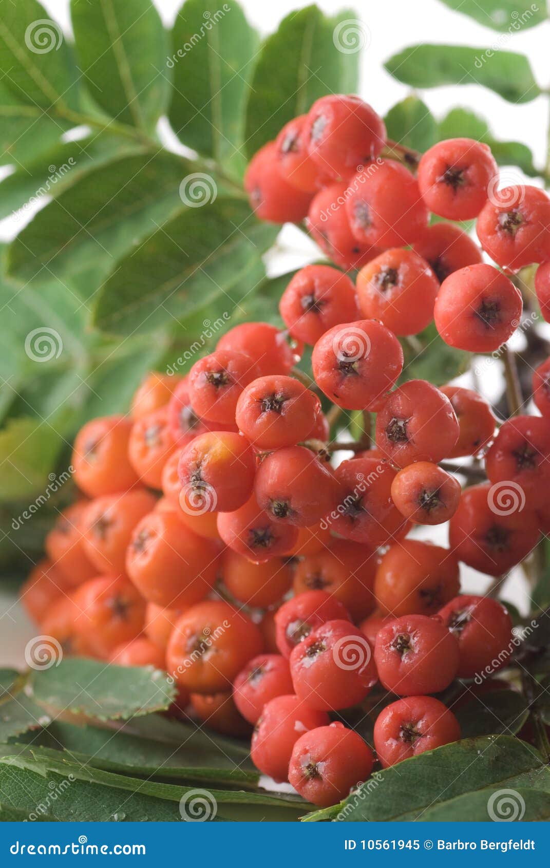 Rowan Berry stock image. Image of food, berries, european - 10561945