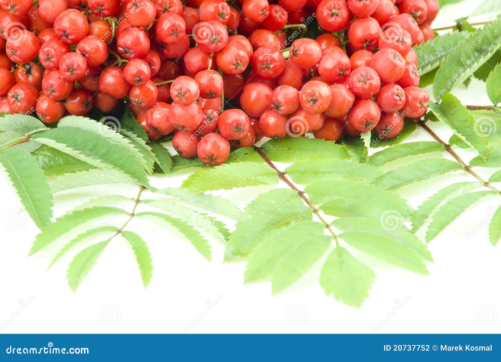 Rowan berry stock photo. Image of fruit, berry, rowan - 20737752