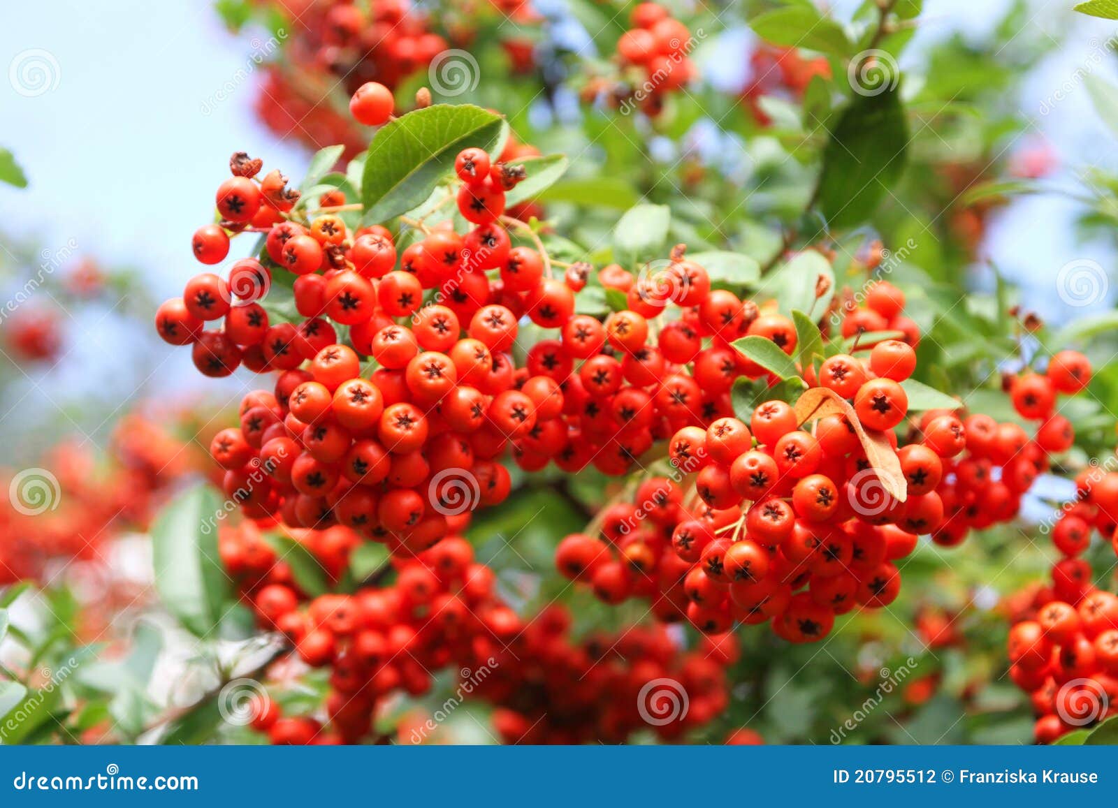 Rowan berry stock photo. Image of ripe, plant, green - 20795512