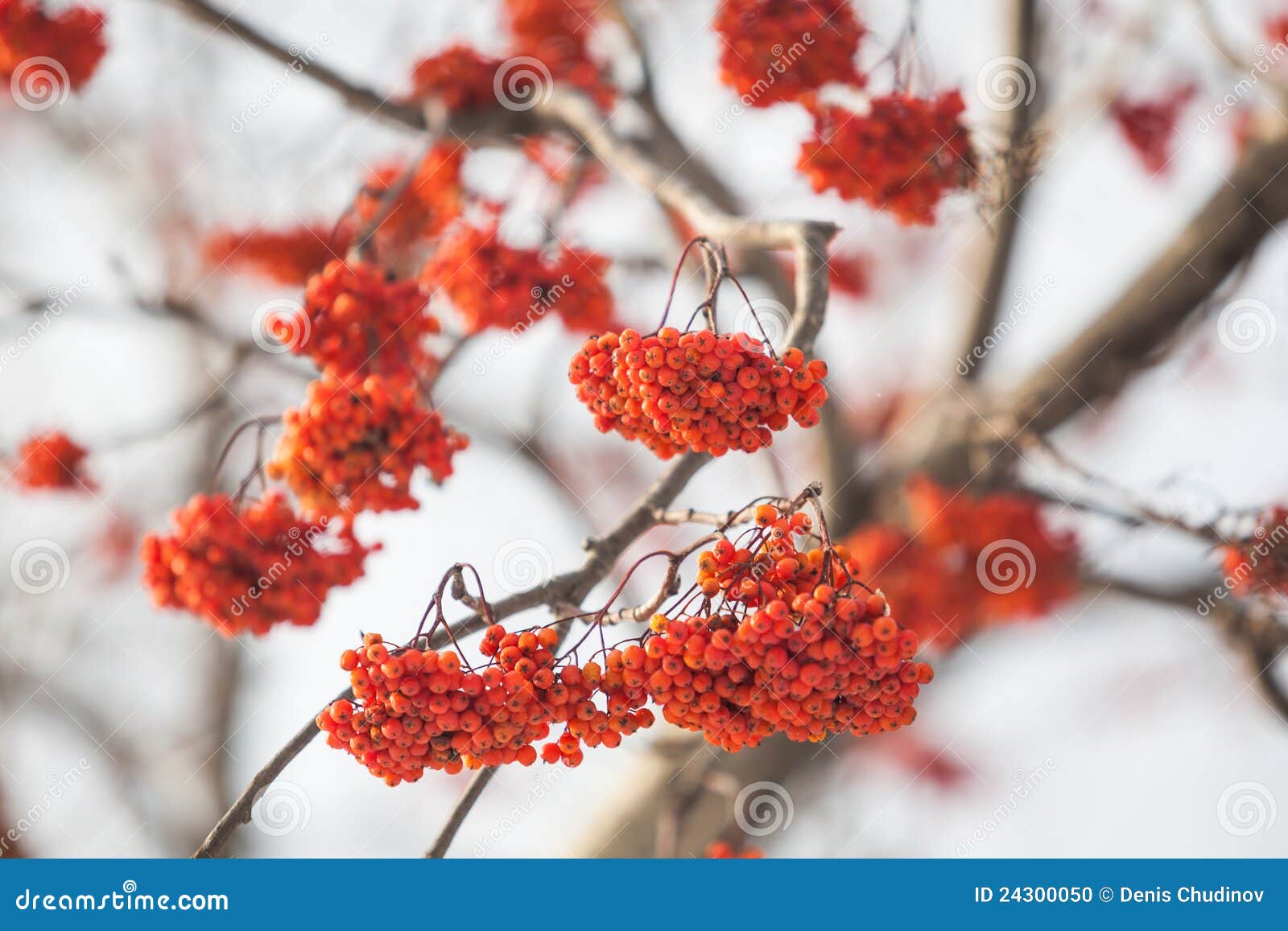 Rowan Berry - Sorbus Aucuparia Stock Photography | CartoonDealer.com ...