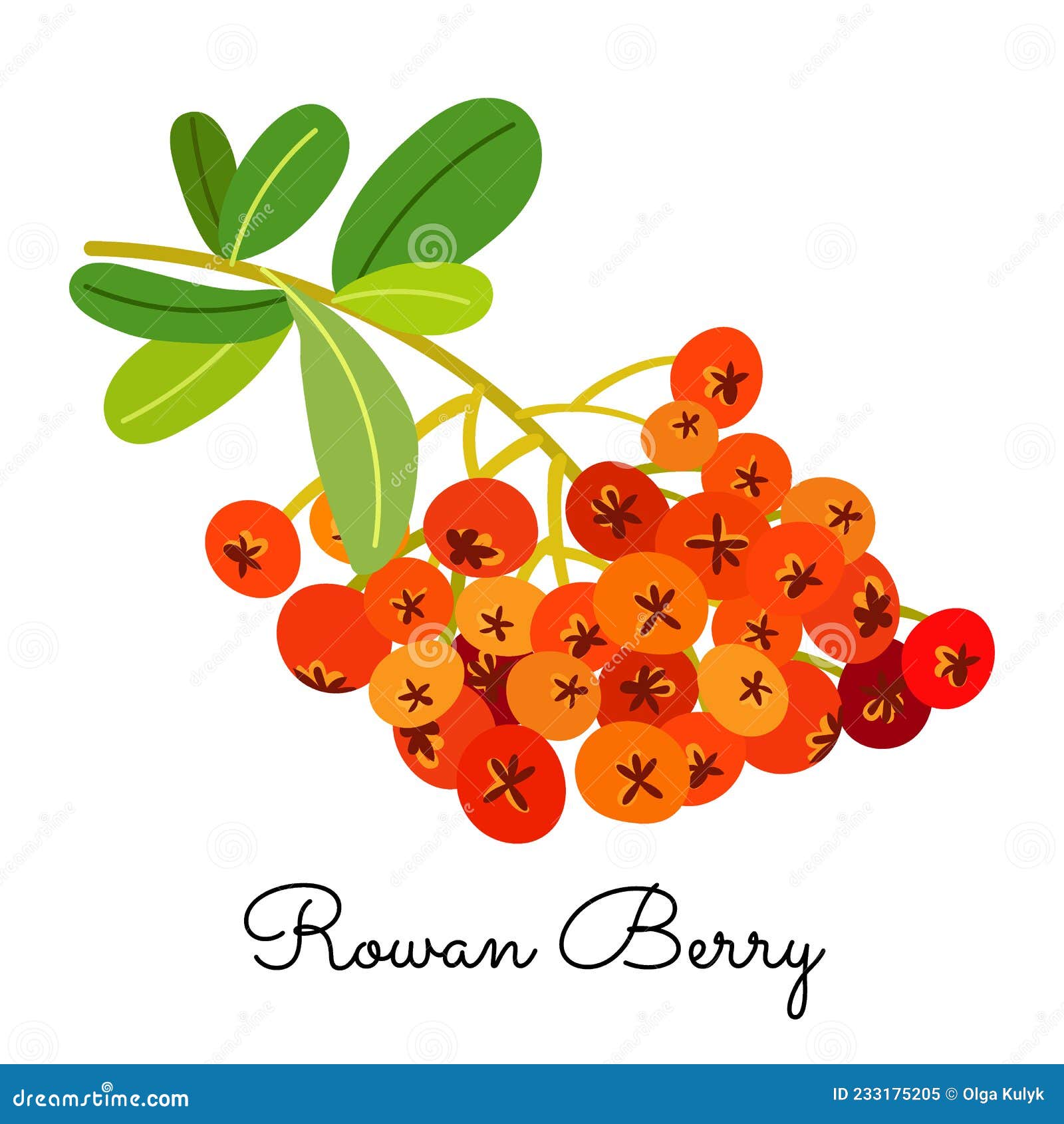 Rowan Berry Isolated on White Background. Vector Flat Style Stock ...