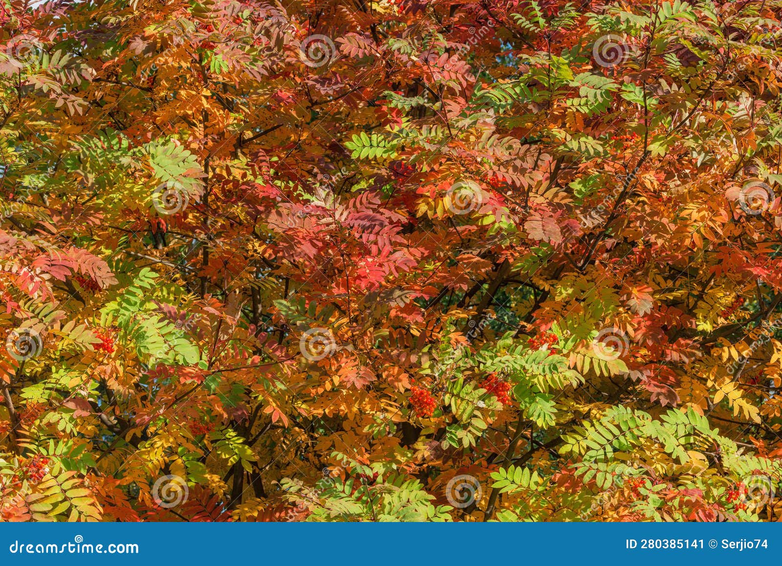 Rowan Berry Leaves on the Branches in the Park Stock Image - Image of ...