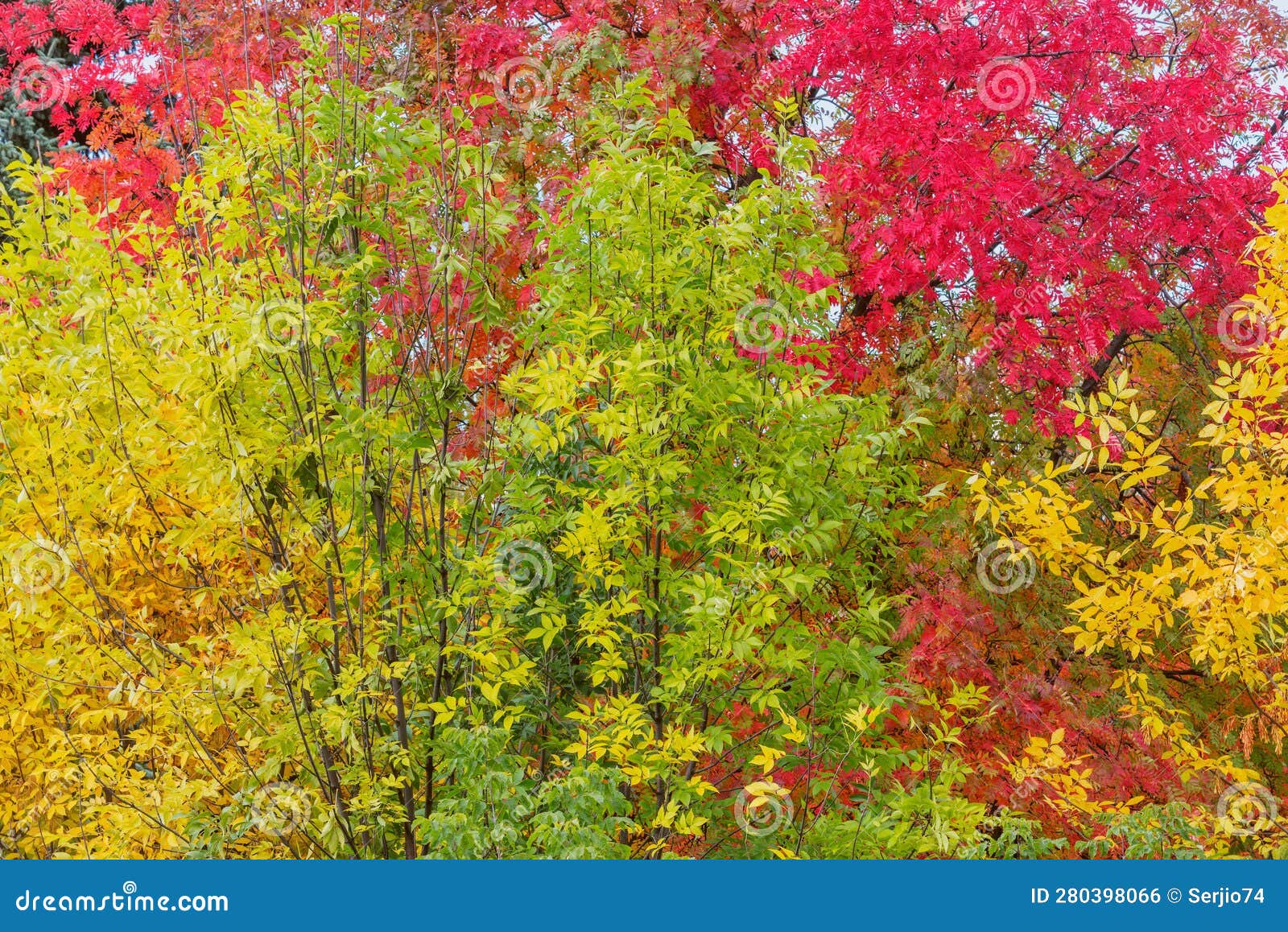 Rowan Berry Leaves on the Branches in the Park Stock Photo - Image of ...