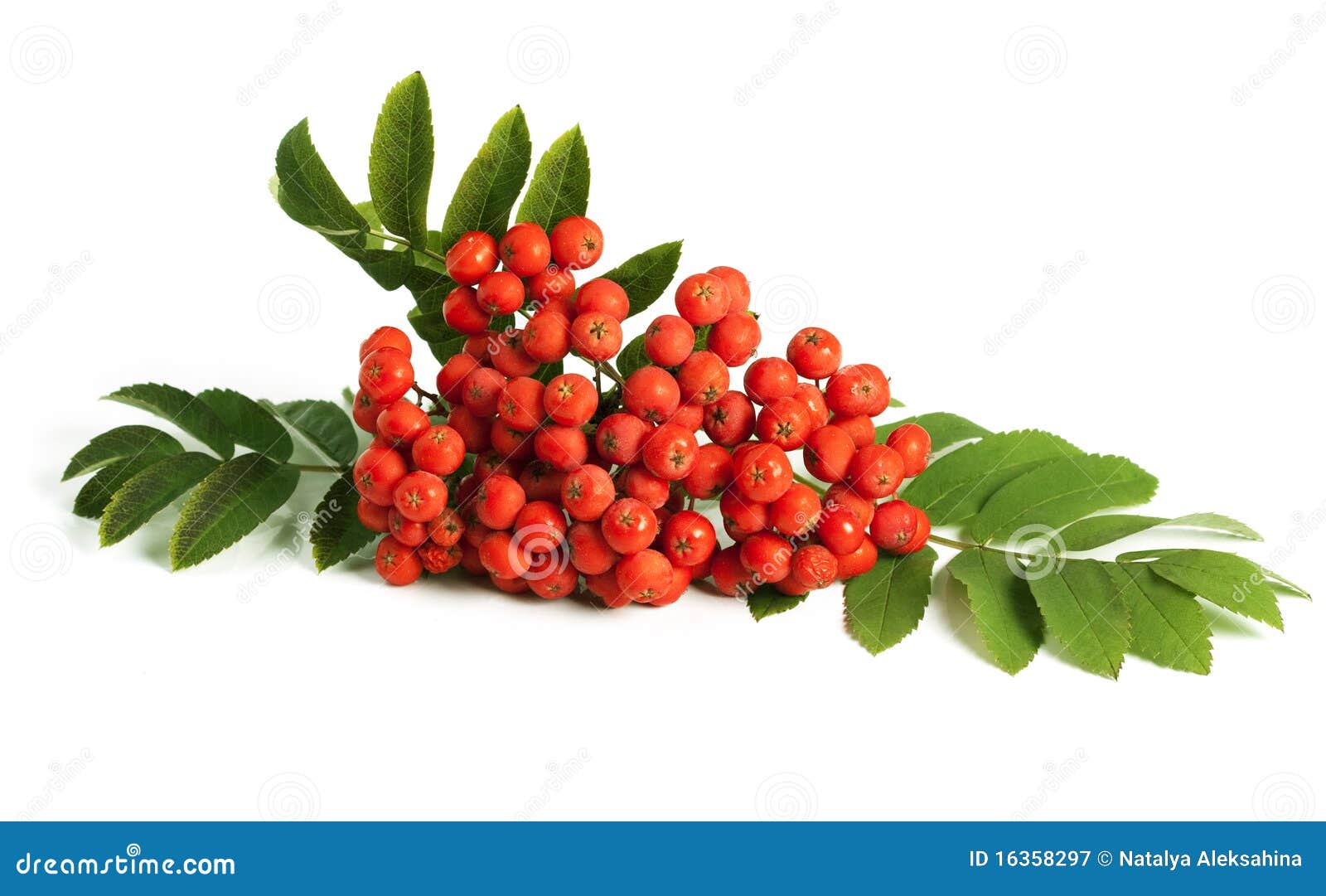 Rowan Berry - Sorbus Aucuparia Stock Photography | CartoonDealer.com ...