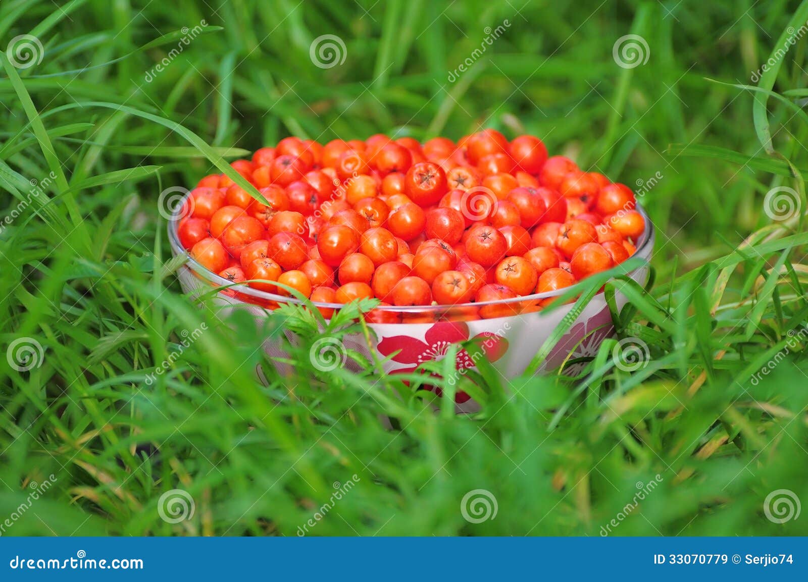 Rowan berry. stock image. Image of plate, juice, plucking - 33070779