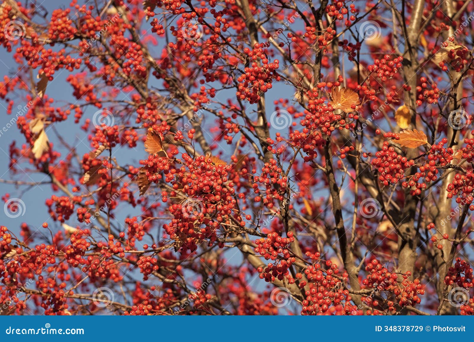 Rowan Berry Tree with Red Berry on Branch and Sky Background Stock ...