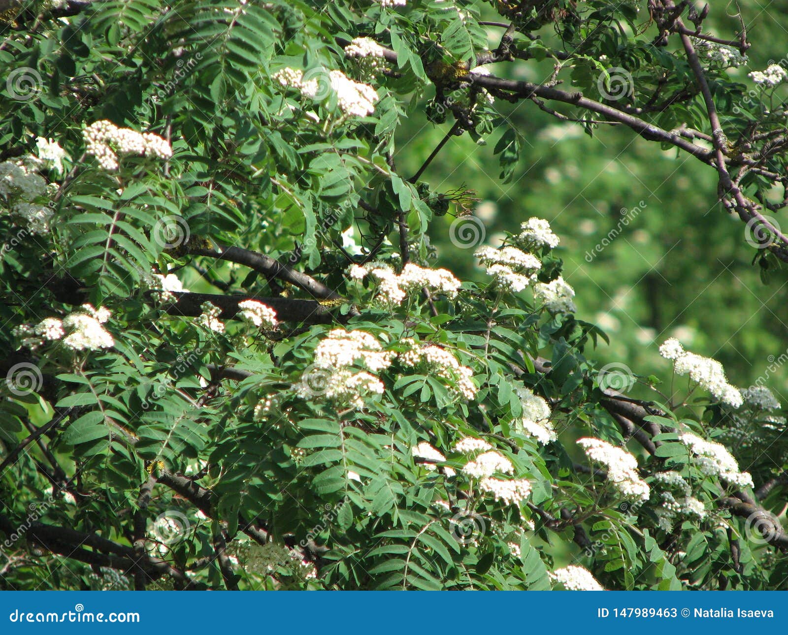 Rowan in bloom in spring stock image. Image of rowan - 147989463