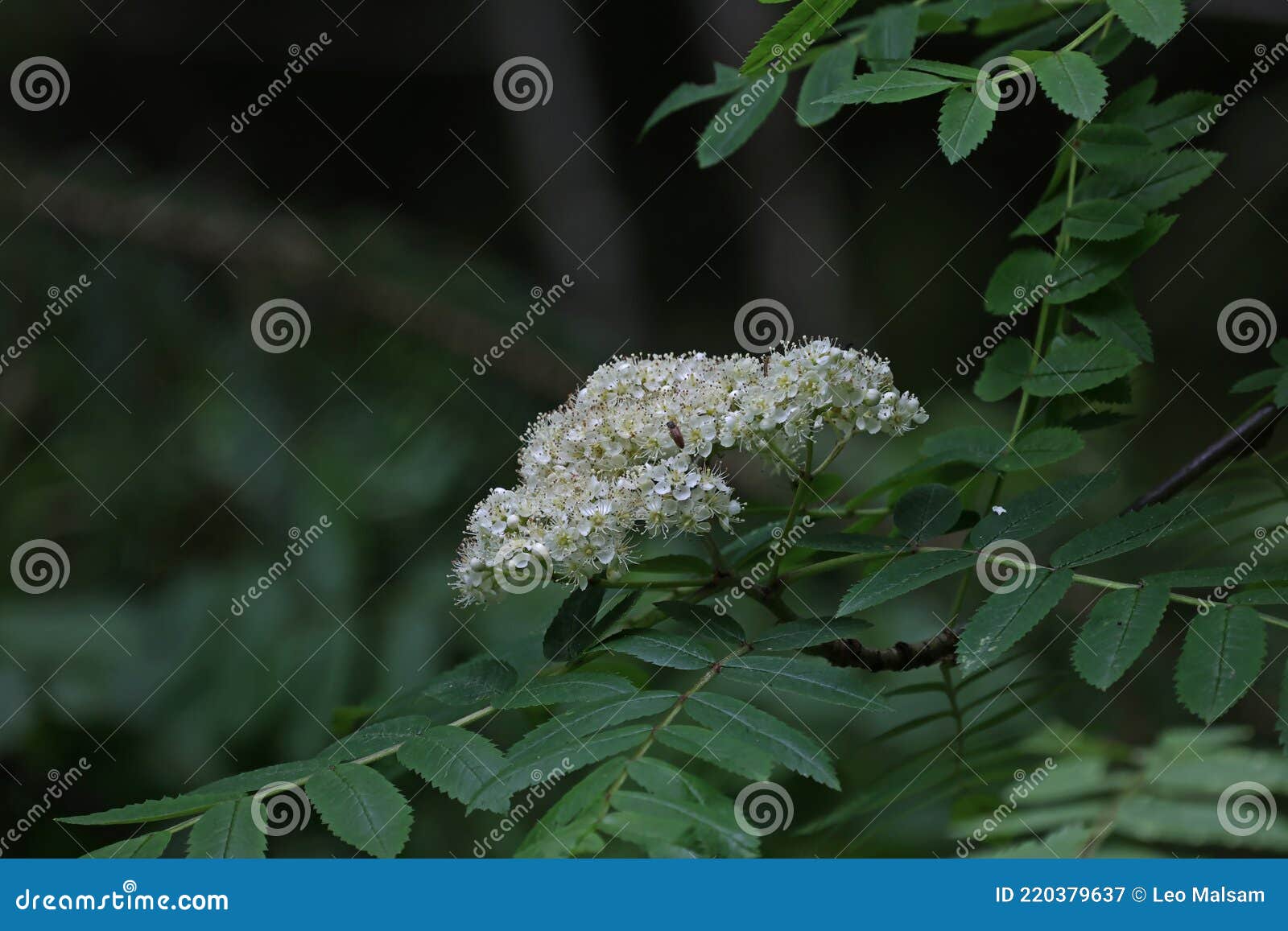 Rowan Flowers on a Tree among Green Leaves Stock Image - Image of ...