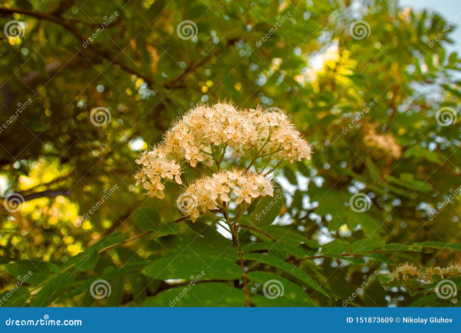 Rowan blossoms in Siberia. stock image. Image of spring - 151873609