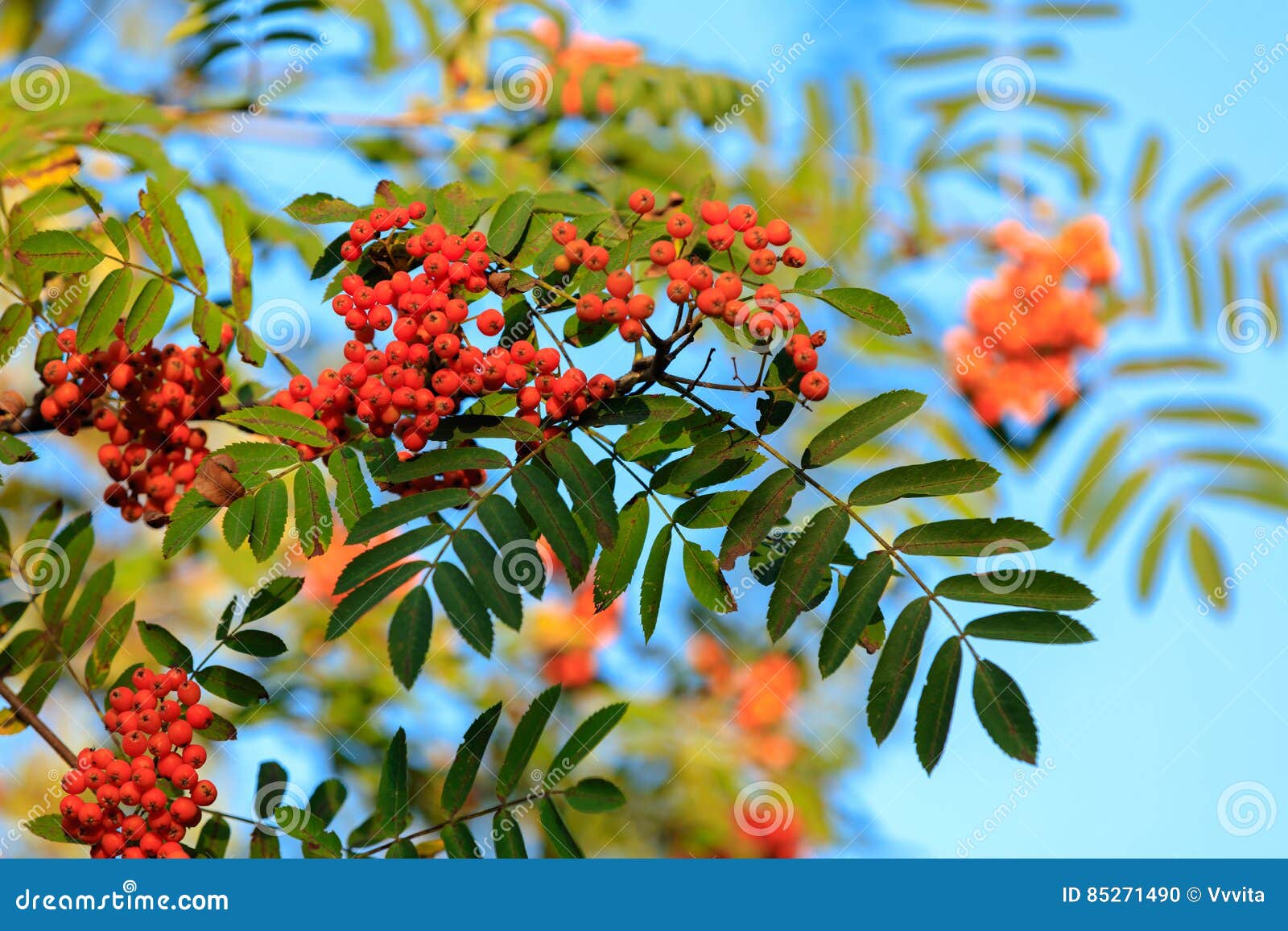 Rowan on the branch stock photo. Image of healthy, background - 85271490
