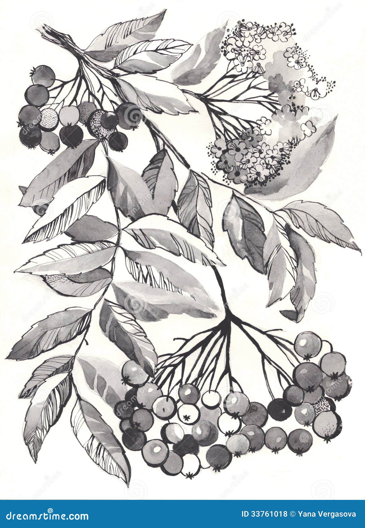 Rowan branch aquarelle stock illustration. Illustration of rowan - 33761018